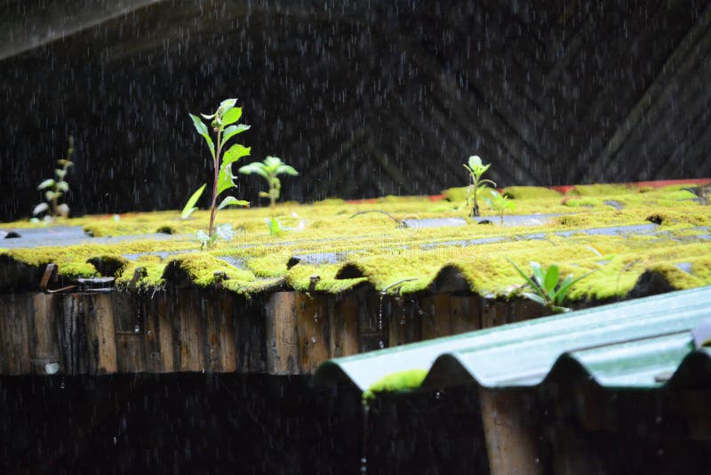 Raining on roof stock image. Image of rain, moss, happy - 44598979