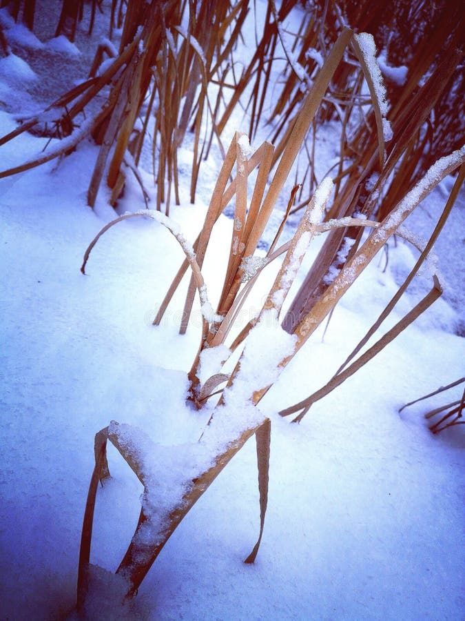 Raining in the snow stock image. Image of brown, lakes - 138626171