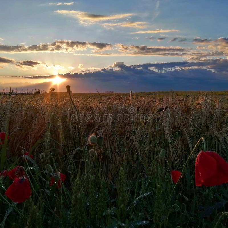 After raining wheat field stock photo. Image of evening - 186111388