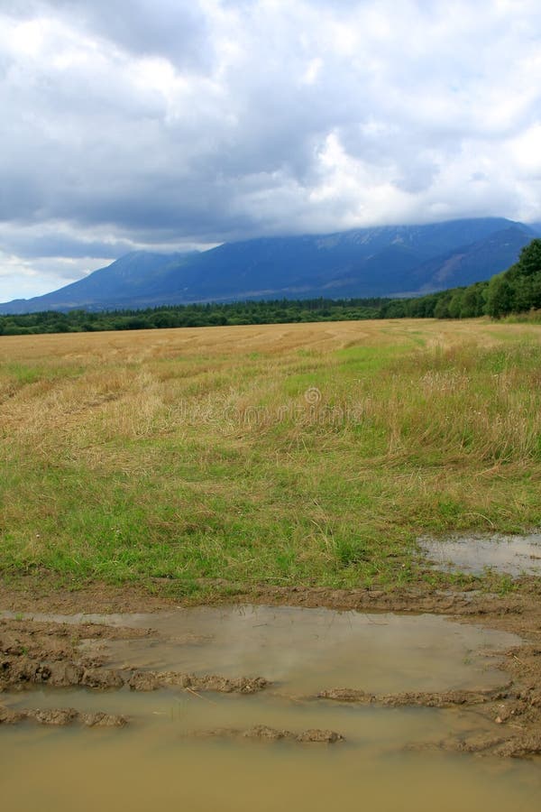 After the rains stock image. Image of cereal, meadow, pattern - 7326873