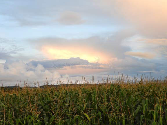 Pink and Yellow Rainstorm Clouds Over NewYorkState Summer Corn Crop ...
