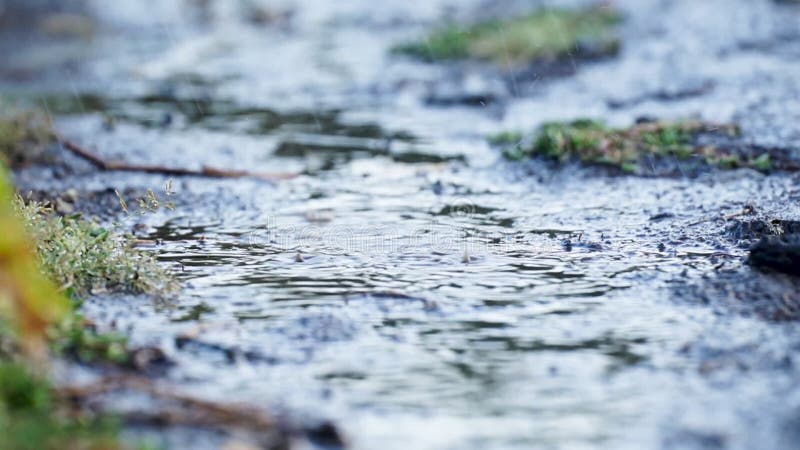 Rainwater Drips Onto the Ground, Forming Puddles and Ripples on Them ...