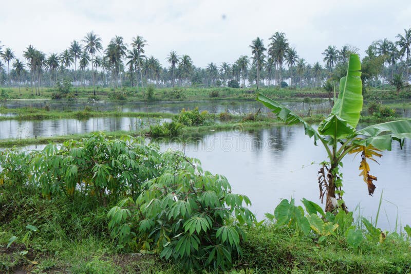 Rainwater Flooded Lowlands in the Central Part of Indonesia Stock Image ...