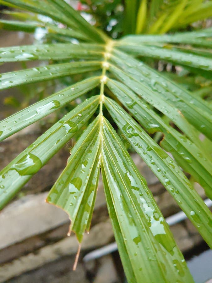 Rainwater on Leaves, Green, Afterrain, Broken Leaf Stock Image - Image ...