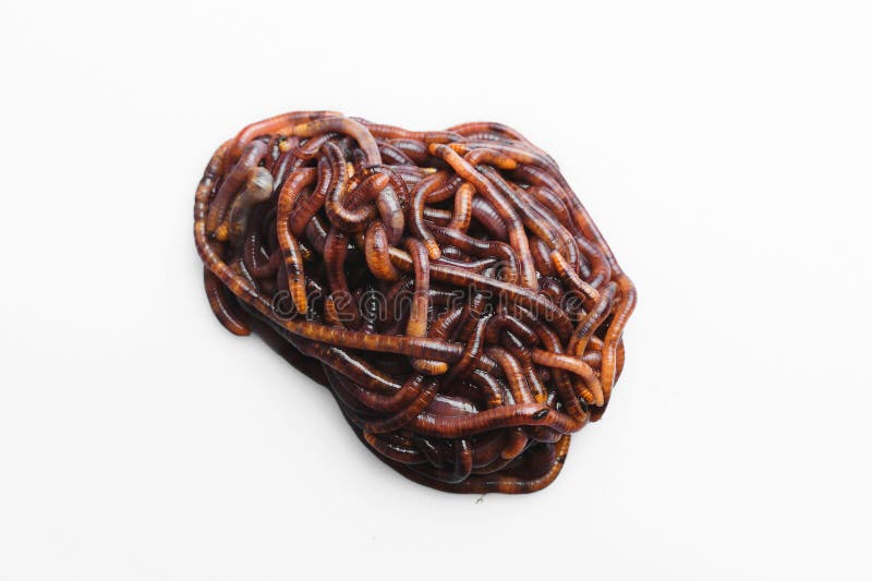 Rainworms for fishing stock photo. Image of segments - 197876252