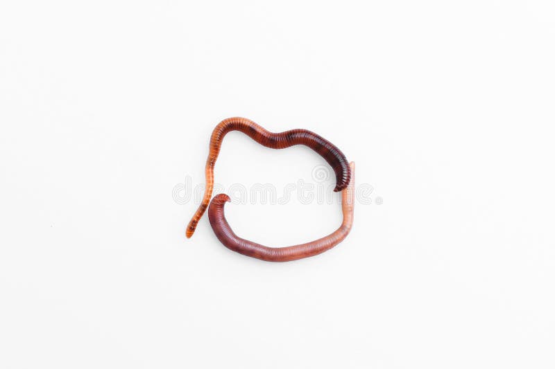 Rainworms forming circle stock image. Image of studio - 197876275