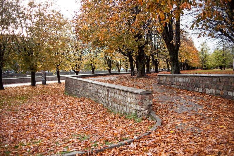 Rainy alley in autumn Park stock photo. Image of bright - 185683164