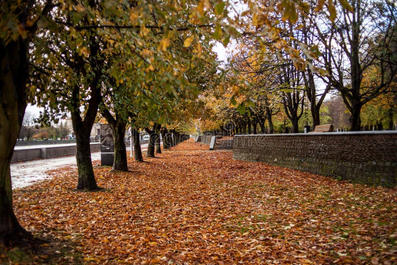 Rainy alley in autumn Park stock image. Image of landscape - 185683183