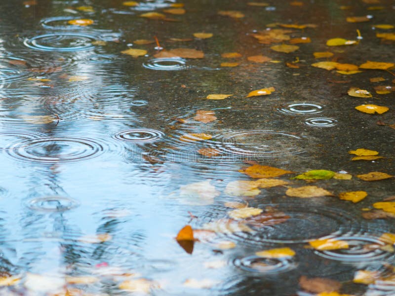 Rainy autumn weather stock image. Image of foliage, october - 134717473