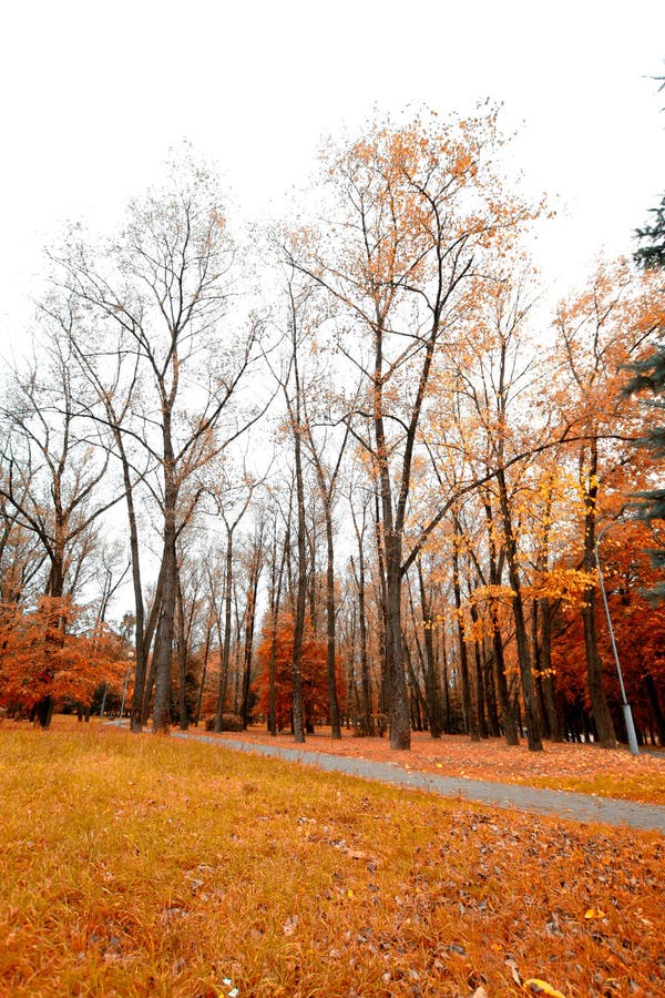 Beech autumn forest stock photo. Image of beech, colors - 3198118