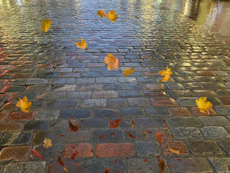 Autumn Leaves Fall Sidewalk Lit by City Evening Light Reflection on Old ...