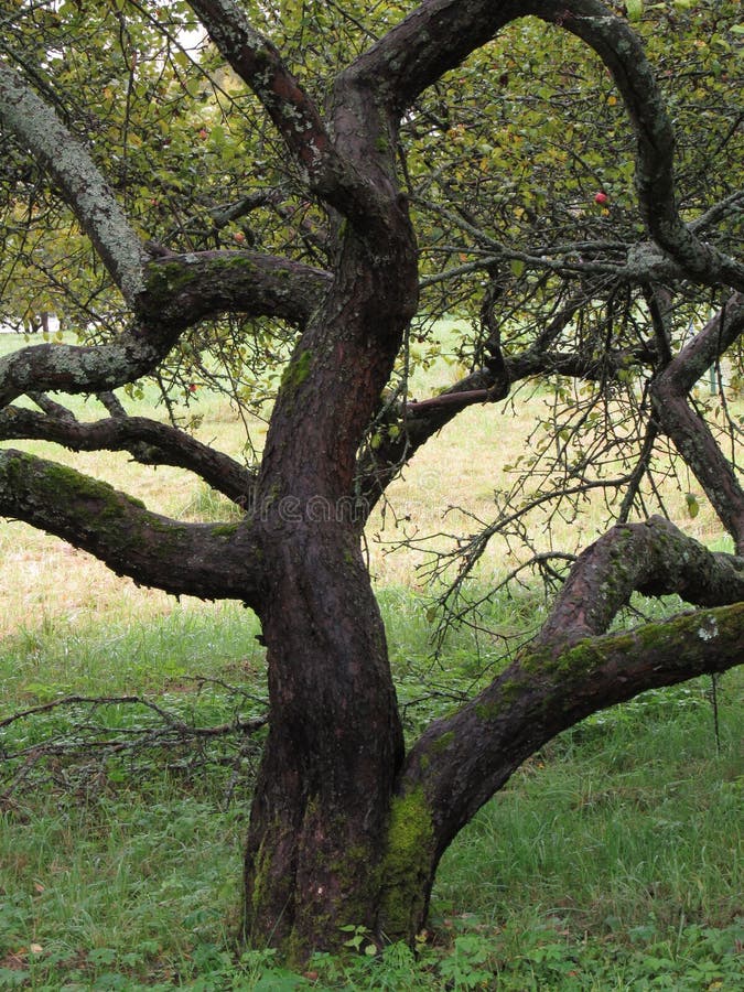 Gnarled Apple Tree Stock Photos - Free & Royalty-Free Stock Photos from ...