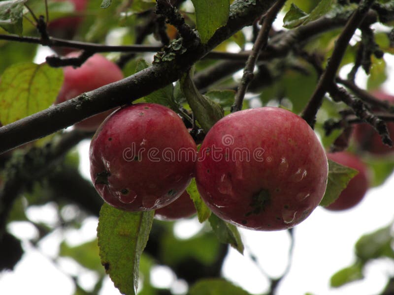 115 Gnarled Apple Tree Stock Photos - Free & Royalty-Free Stock Photos ...