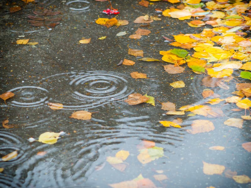 Rainy autumn weather stock image. Image of color, fallen - 134717265