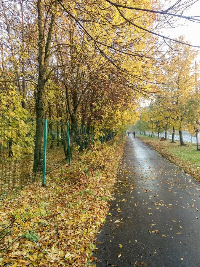 Rainy autumn weather. stock photo. Image of city, light - 130210992