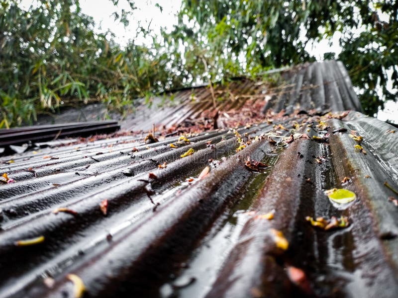 Rainy Canopy after the Rain Stock Photo - Image of nature, flower ...