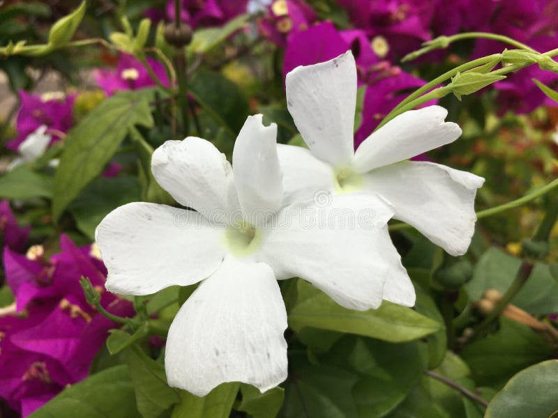 Rainy and Cloudy Day in Spring on Kauai Island, Hawaii. Stock Photo ...