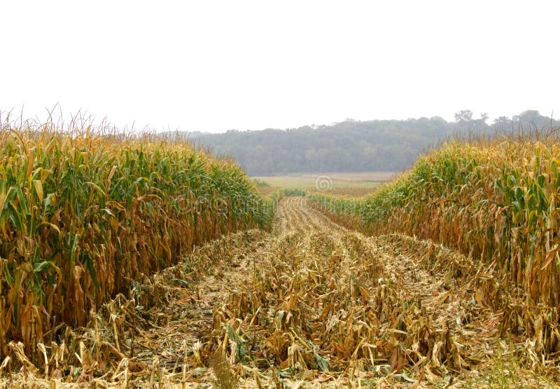 Rainy Corn Harvest stock photo. Image of background, golden - 77785132
