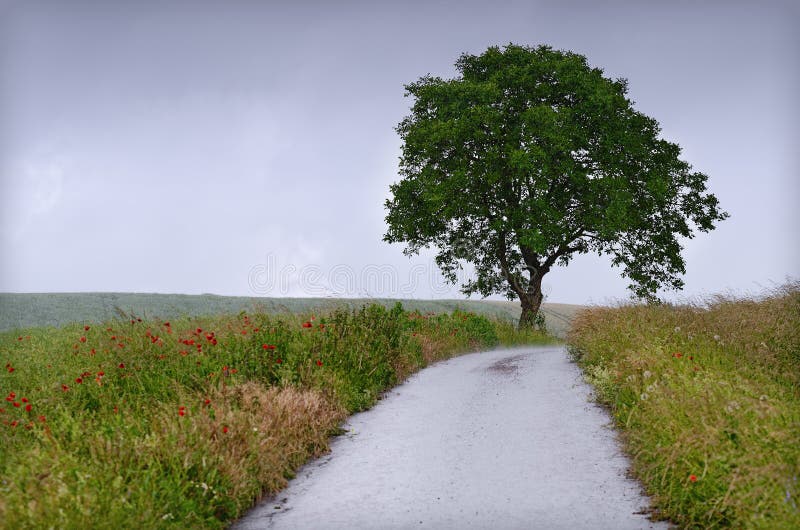 Rainy day stock image. Image of meadow, path, footpath - 25424621