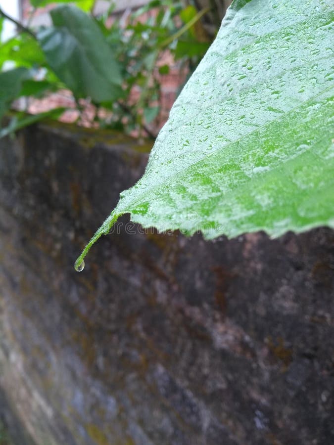 Barish Png Stock Photos - Free & Royalty-Free Stock Photos from Dreamstime