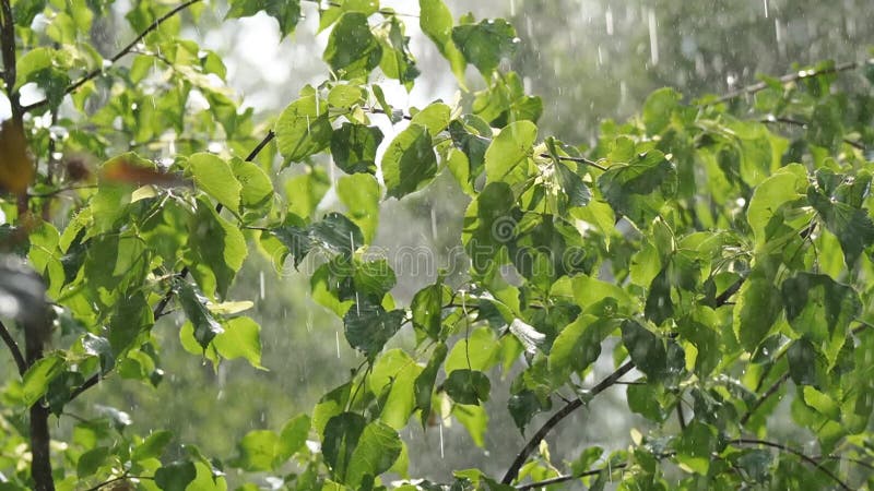 Rainy Day in the Forest. Heavy Rain. Stock Video - Video of abstract ...