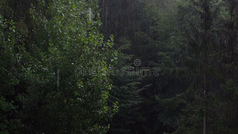 Rainy Day in the Forest in the Mountains Stock Footage - Video of rainy ...