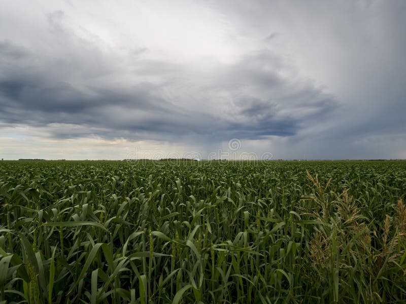 Rainy Day Over the Wheat Fields Stock Image - Image of farm, rainy ...