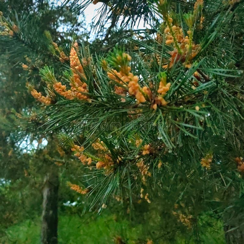 Rainy Day Pine Needles stock photo. Image of flower - 248070556
