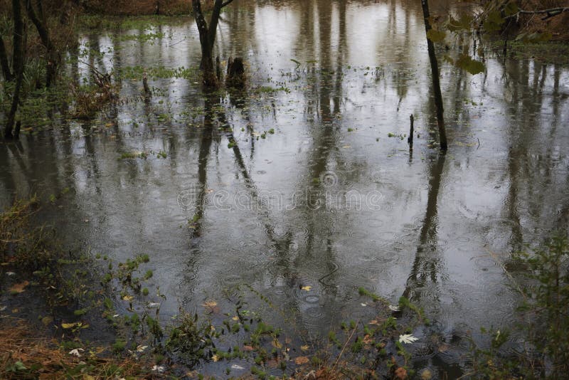 Rainy Day stock photo. Image of rainy, swamp, weather - 80918380