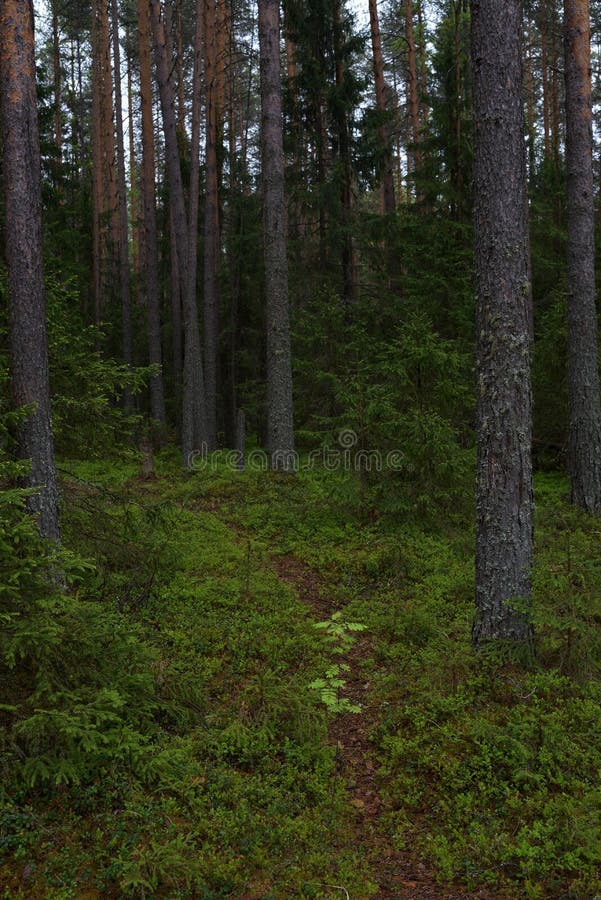 Rainy Day in the Taiga Forest Stock Photo - Image of grass, gloomy ...