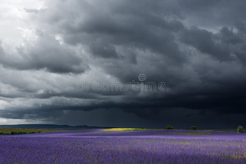 Rainy Dramatic Clouds Over Beautiful Purple Field Stock Image - Image ...