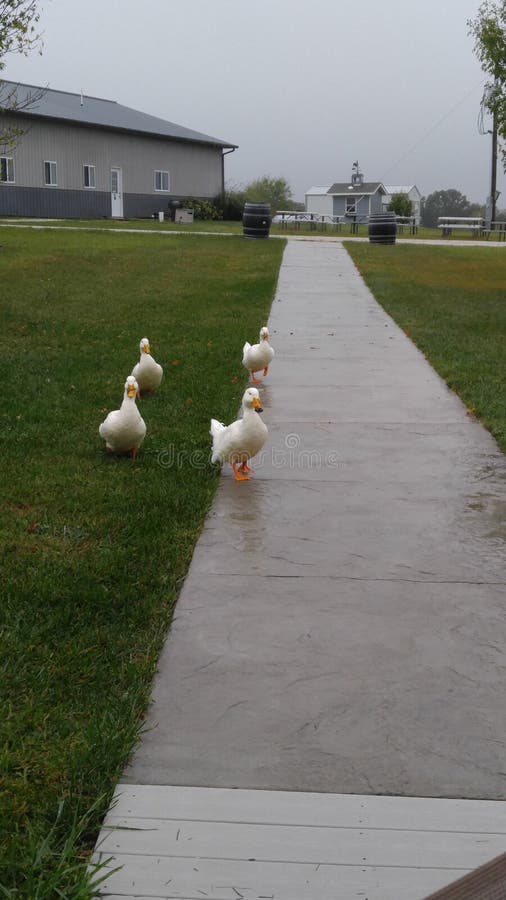 Rainy Duck Day stock image. Image of country, duck, white - 163130247
