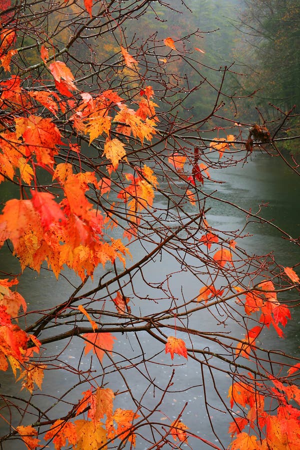 Rainy Fall Day stock photo. Image of blaze, fall, wilderness - 1469960