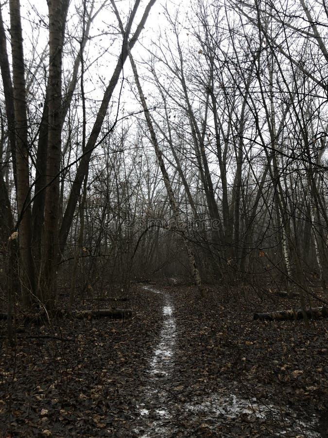 Rainy path stock photo. Image of hill, foresting, environment - 44023296