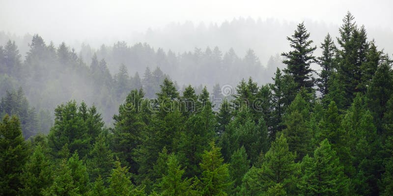 Rainy Lush Green Pine Tree Forest Forrest in Wilderness Mountains Stock ...