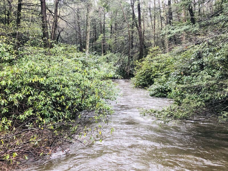 Rainy May Morning stock photo. Image of catnip, park - 246863520