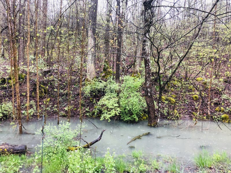 Rainy May Morning stock image. Image of ducks, hike - 246863543