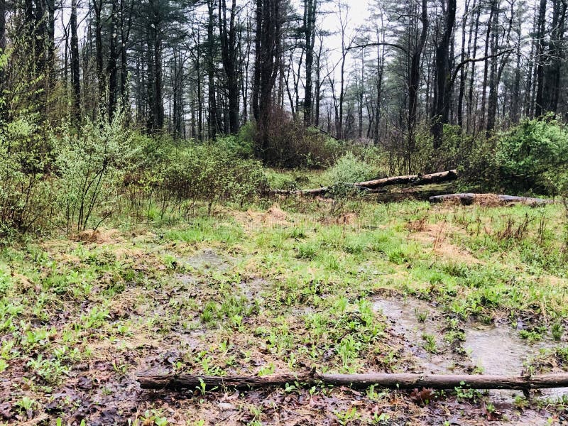 Rainy May Morning stock image. Image of country, called - 246863553