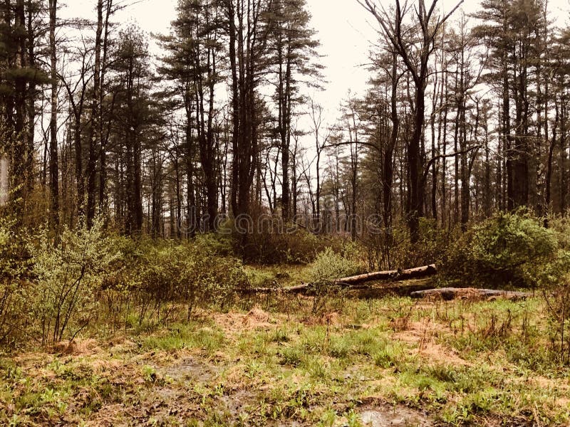 Rainy May Morning stock photo. Image of hour, hike, called - 246863556