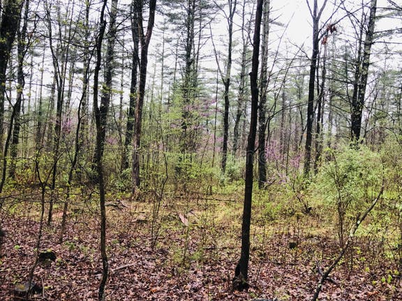 Rainy May Morning stock image. Image of country, perez - 246863561