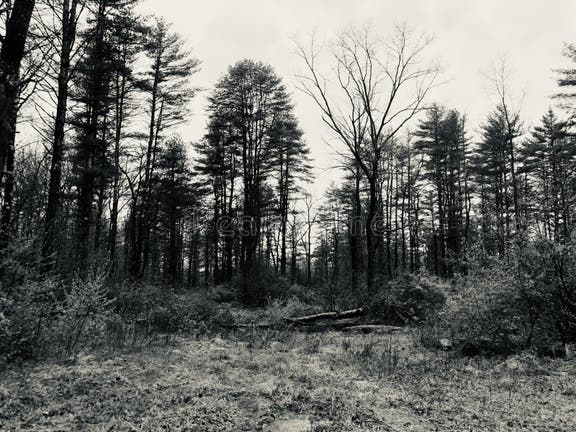 Rainy May Morning stock photo. Image of area, ducks - 246863570