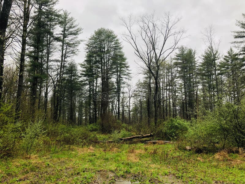 Rainy May Morning stock image. Image of hour, hike, denning - 246863573