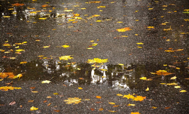 Rainy mood stock image. Image of maple, sadness, water - 78733611