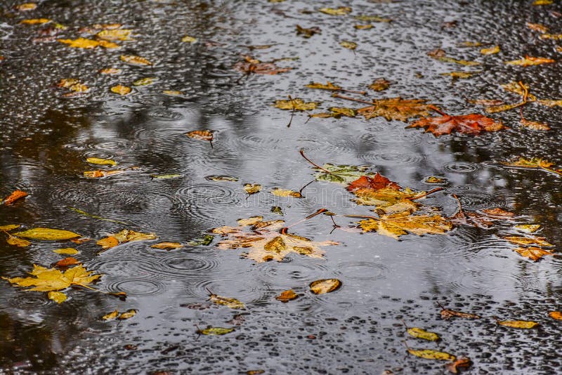 Rainy mood stock image. Image of blur, water, leaves - 78733799