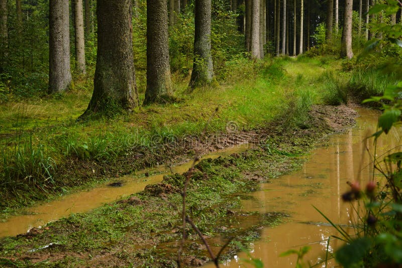 Rainy path stock photo. Image of hill, foresting, environment - 44023296
