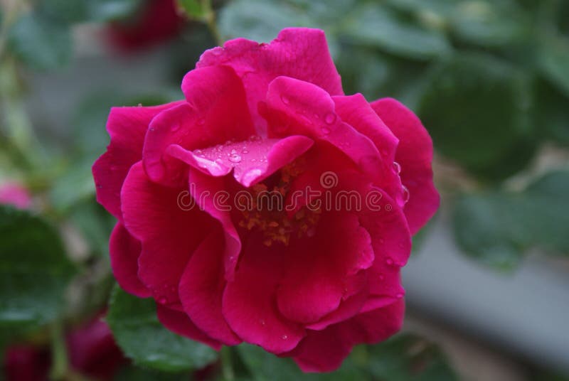 Rainy rose leaves stock photo. Image of leaf, drops, damp - 1179236