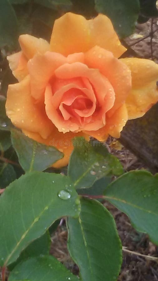 Rainy rose leaves stock photo. Image of leaf, drops, damp - 1179236
