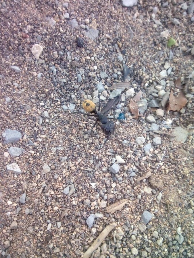 Balbyter Ant Photos - Free & Royalty-Free Stock Photos from Dreamstime