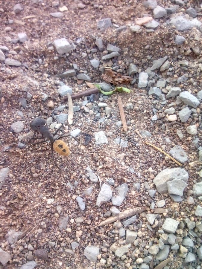 Balbyter/ant on ground stock image. Image of season - 140417875