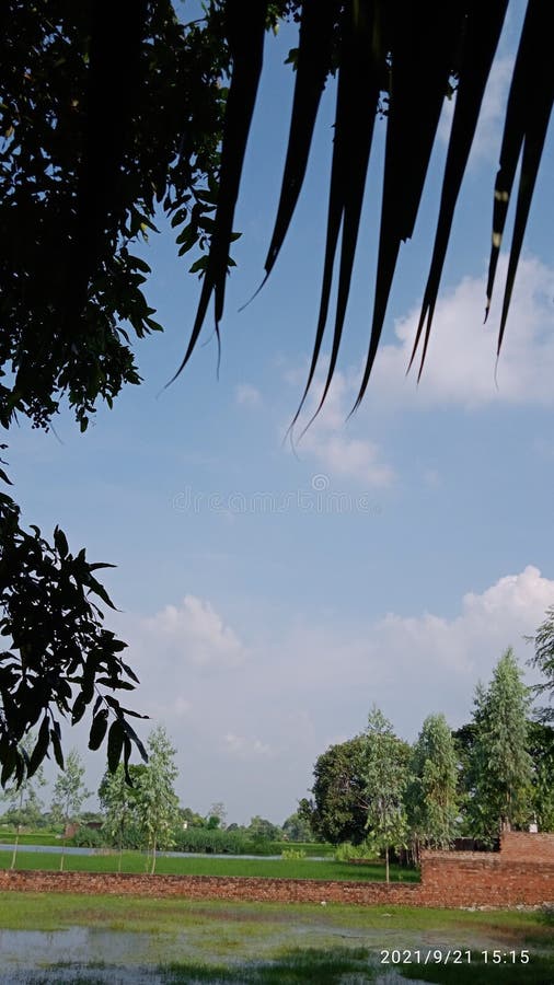 Rainy season with greenery stock image. Image of morning - 237443291